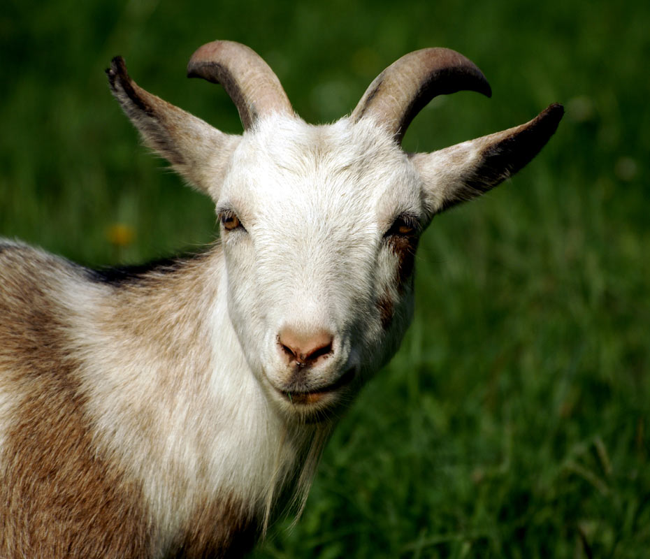 Die Meckerziege Foto & Bild | tiere, haustiere, nutztiere Bilder auf ...