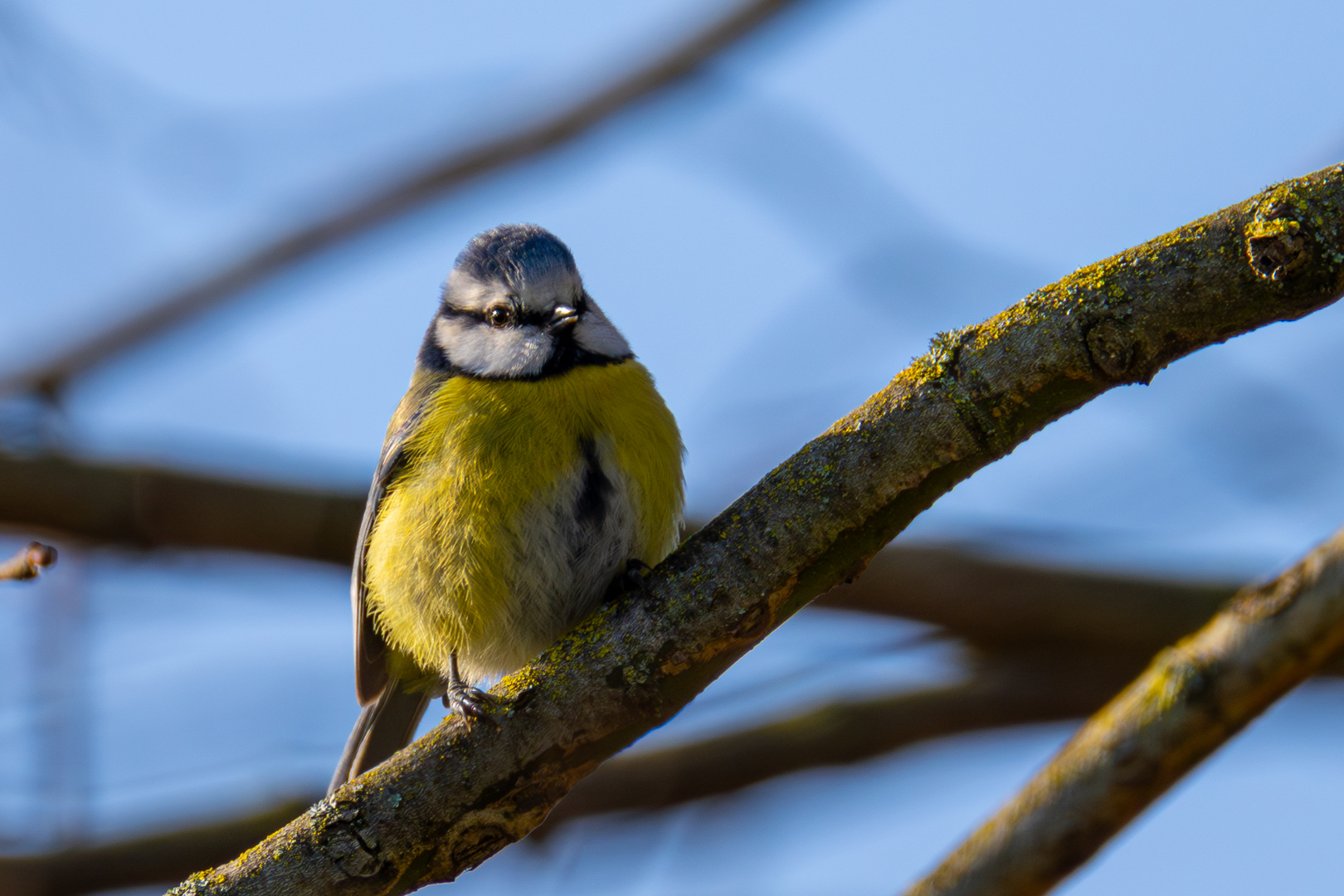 die Meise Foto & Bild | tiere, wildlife, wild lebende vögel Bilder auf ...