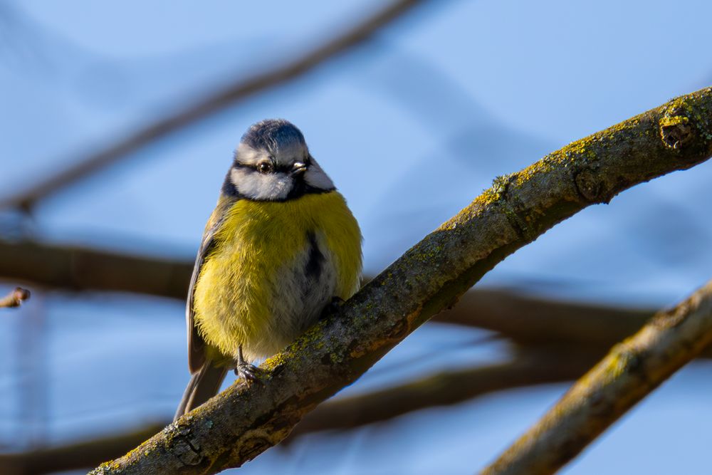 die Meise Foto & Bild | tiere, wildlife, wild lebende vögel Bilder auf ...