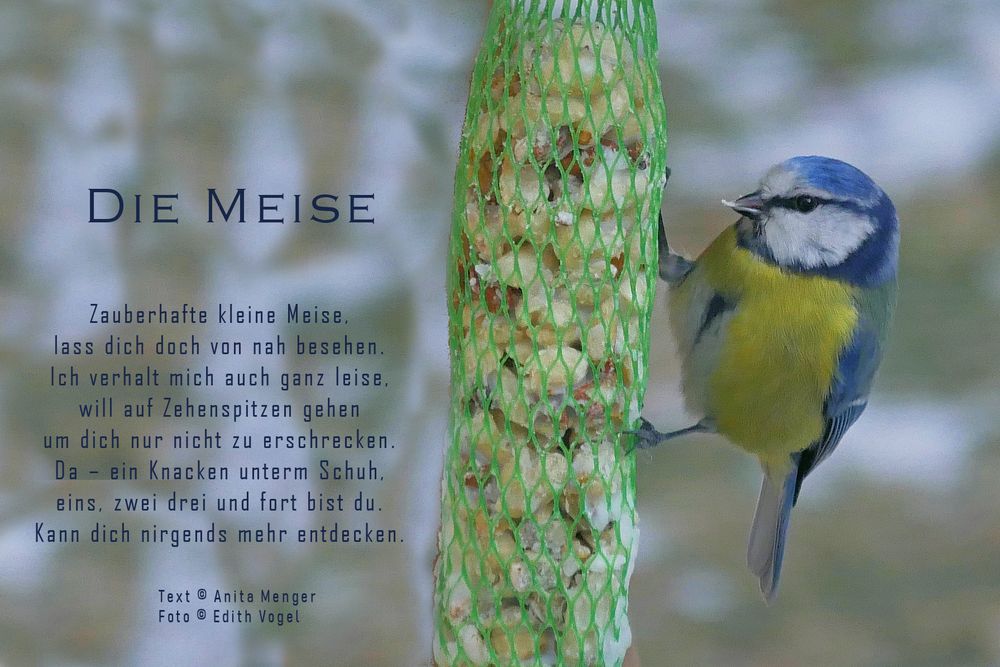 Die Meise | Edith Vogel Fotografie