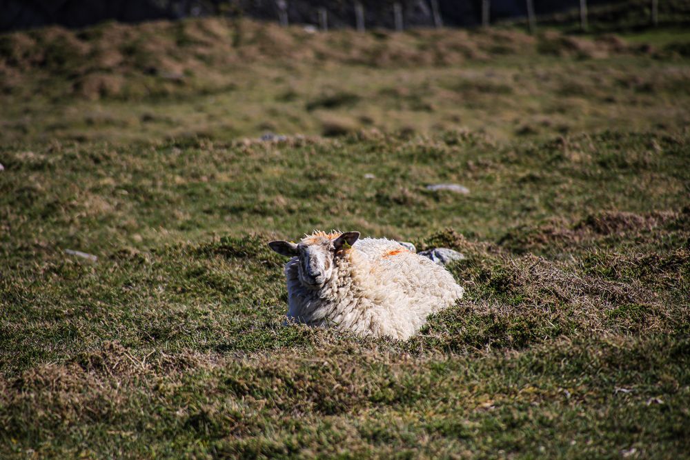 Die meisten Einwohner... Foto & Bild | world, united kingdom, europe ...