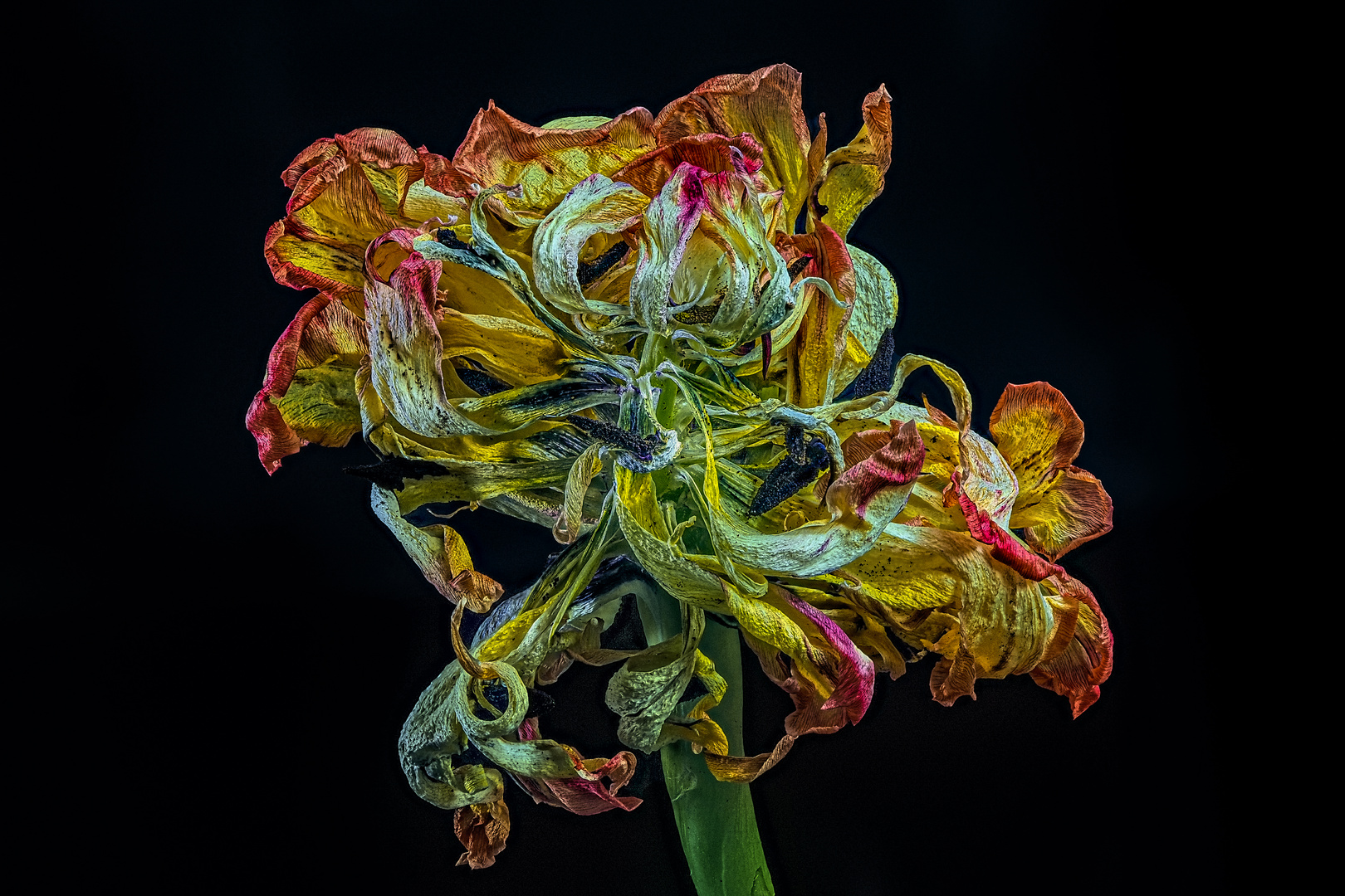 Die Metamorphose der Tulpe Foto & Bild | pflanzen, pilze & flechten, blüten- & kleinpflanzen ...