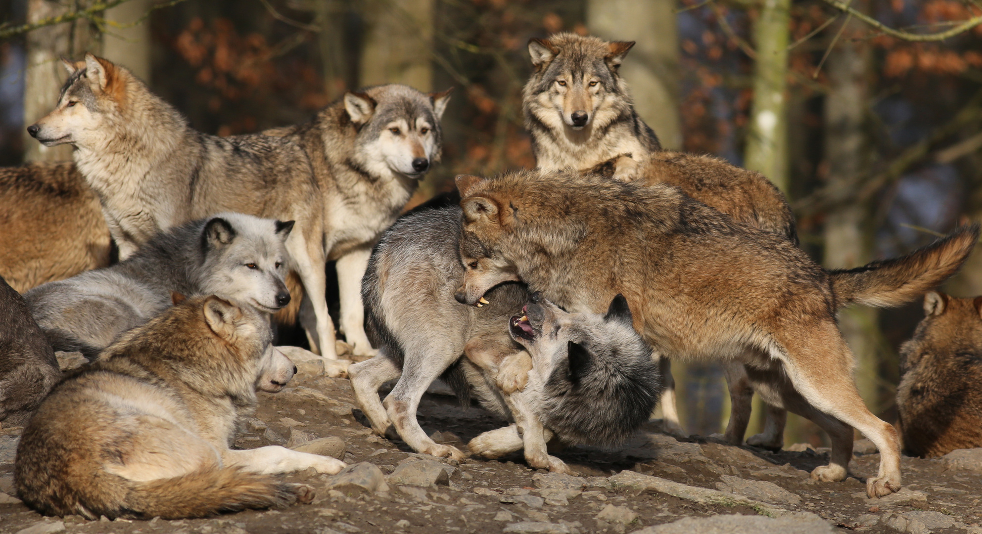 Die Meute Foto & Bild | tiere, fotos, wald Bilder auf fotocommunity