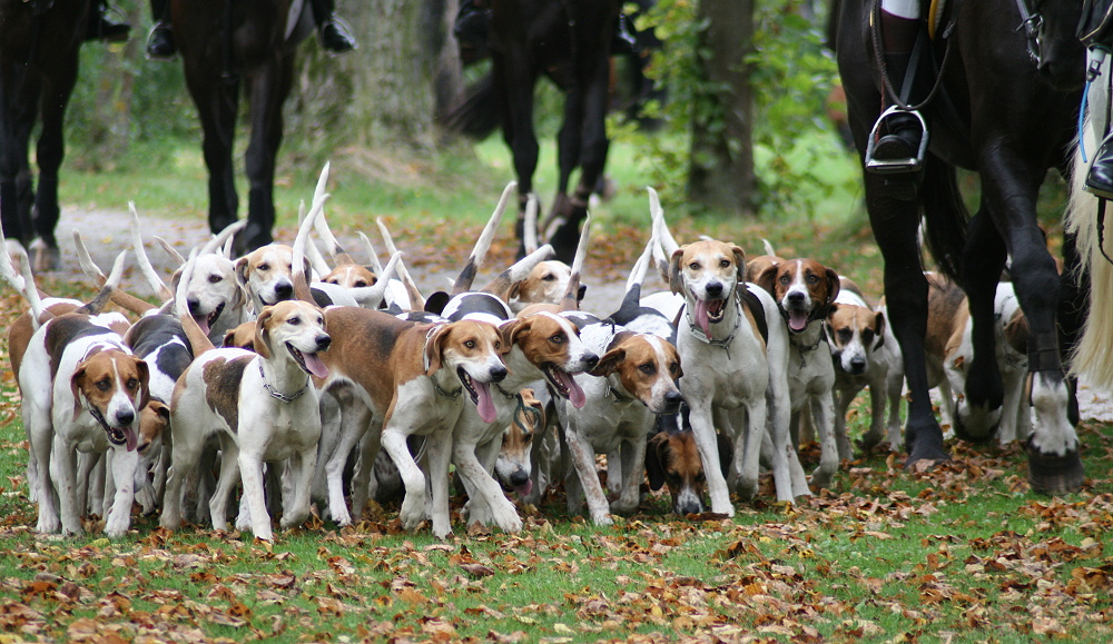 Die Meute Foto & Bild | tiere, haustiere, hunde Bilder auf fotocommunity
