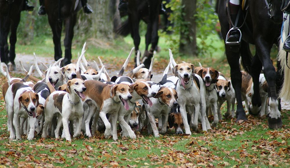 Die Meute Foto & Bild | tiere, haustiere, hunde Bilder auf fotocommunity