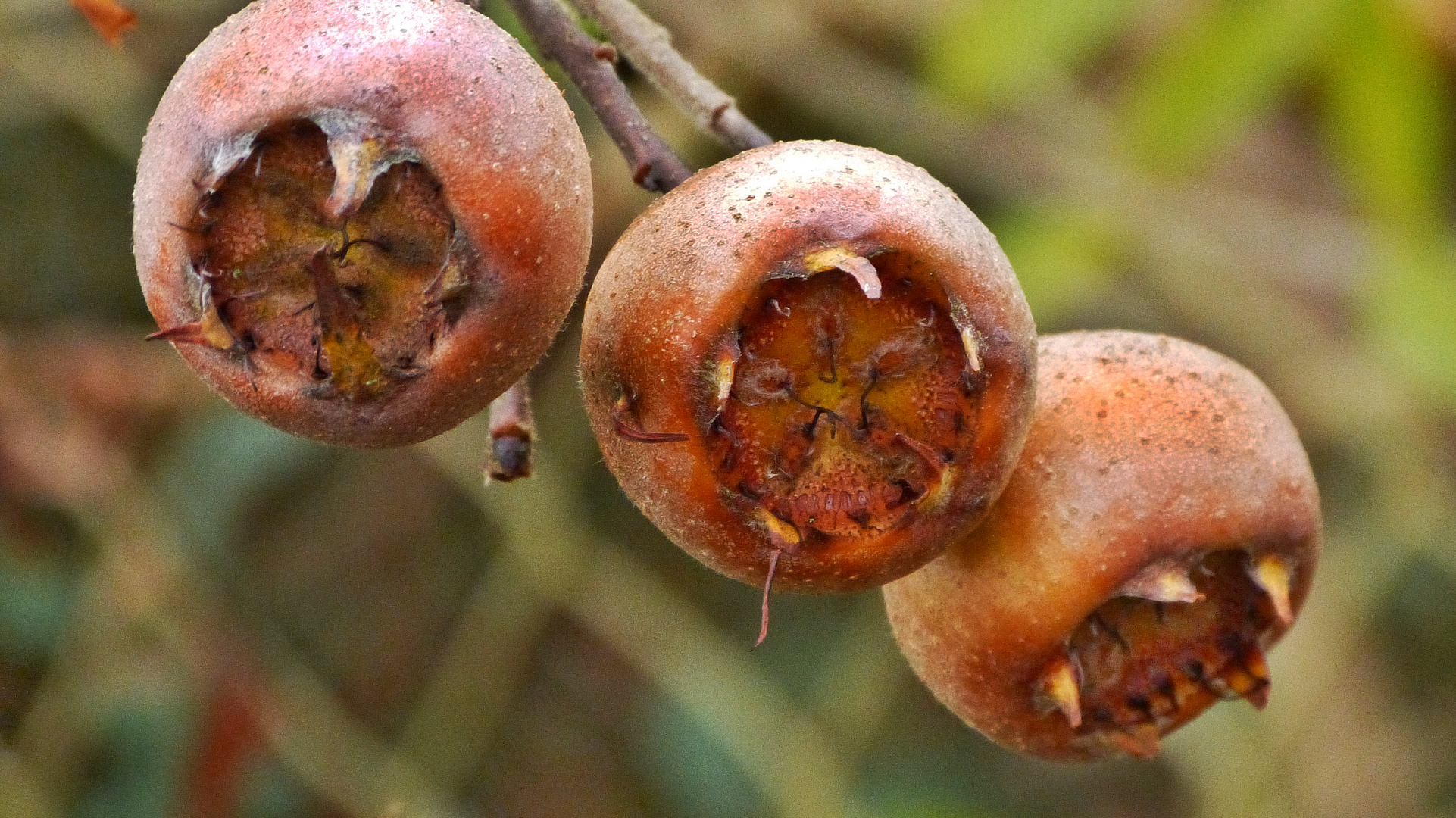 Die Mispel Foto & Bild | pflanzen, pilze & flechten, bäume, obstbäume ...