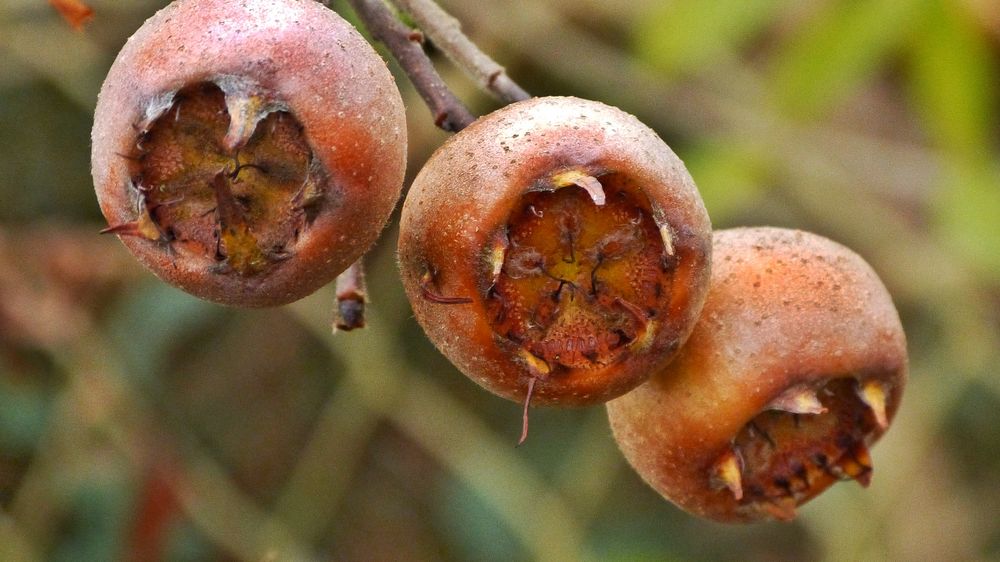 Die Mispel Foto & Bild | pflanzen, pilze & flechten, bäume, obstbäume ...