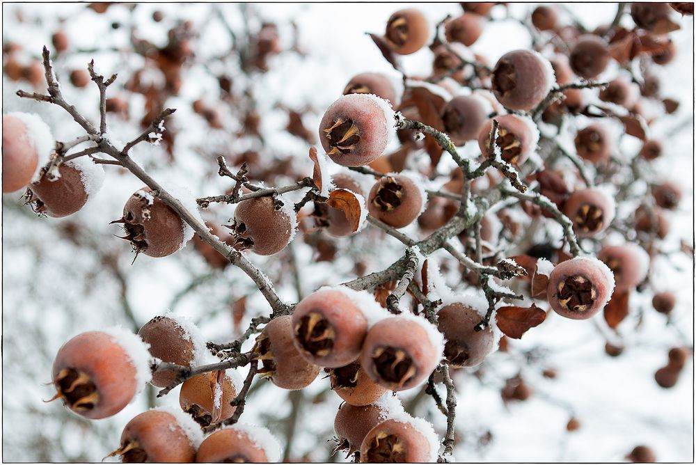 Die Mispel. Foto & Bild | winter, baum, obst Bilder auf fotocommunity