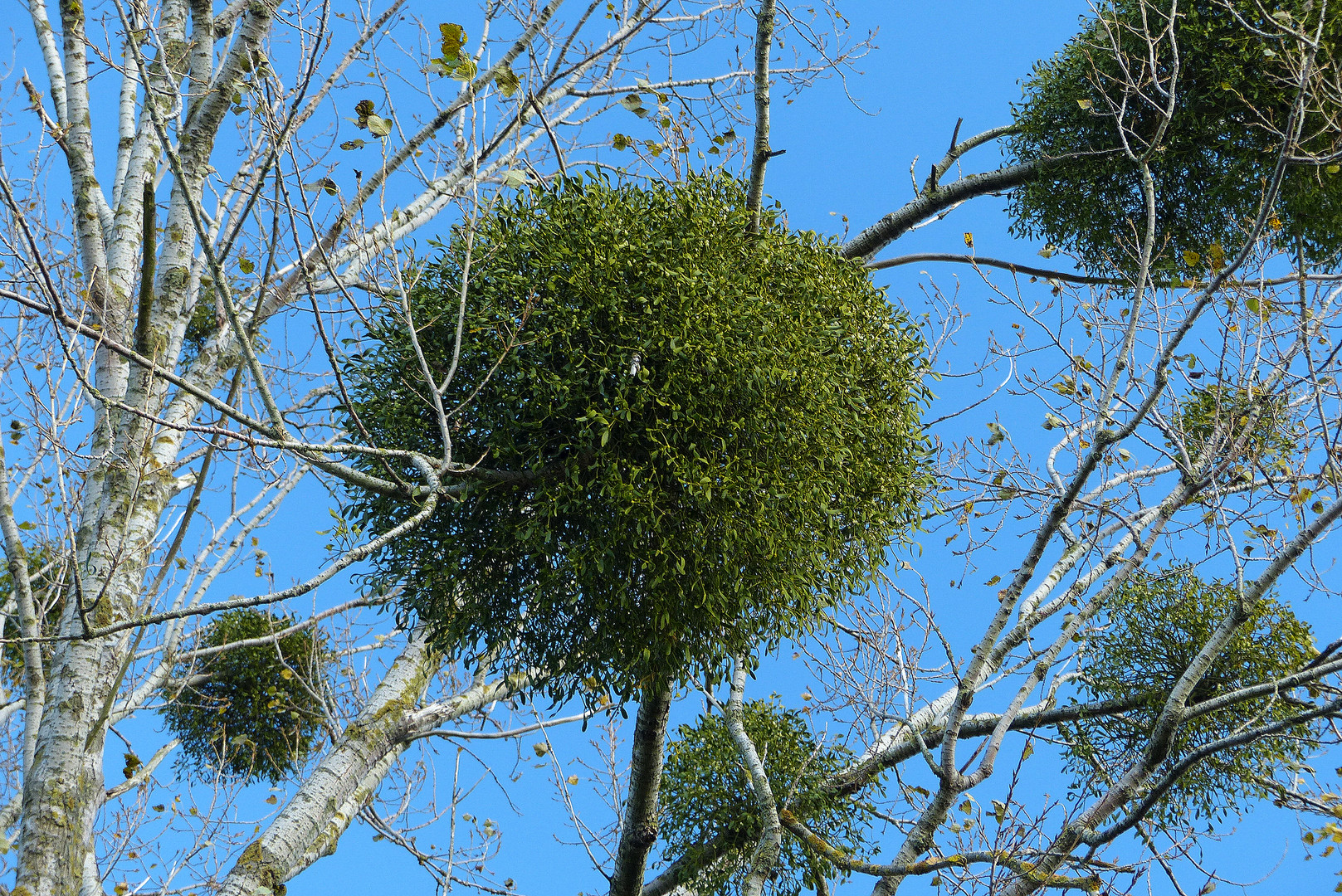 Die Mistel °°°° Foto & Bild | pflanzen, pilze & flechten, natur ...