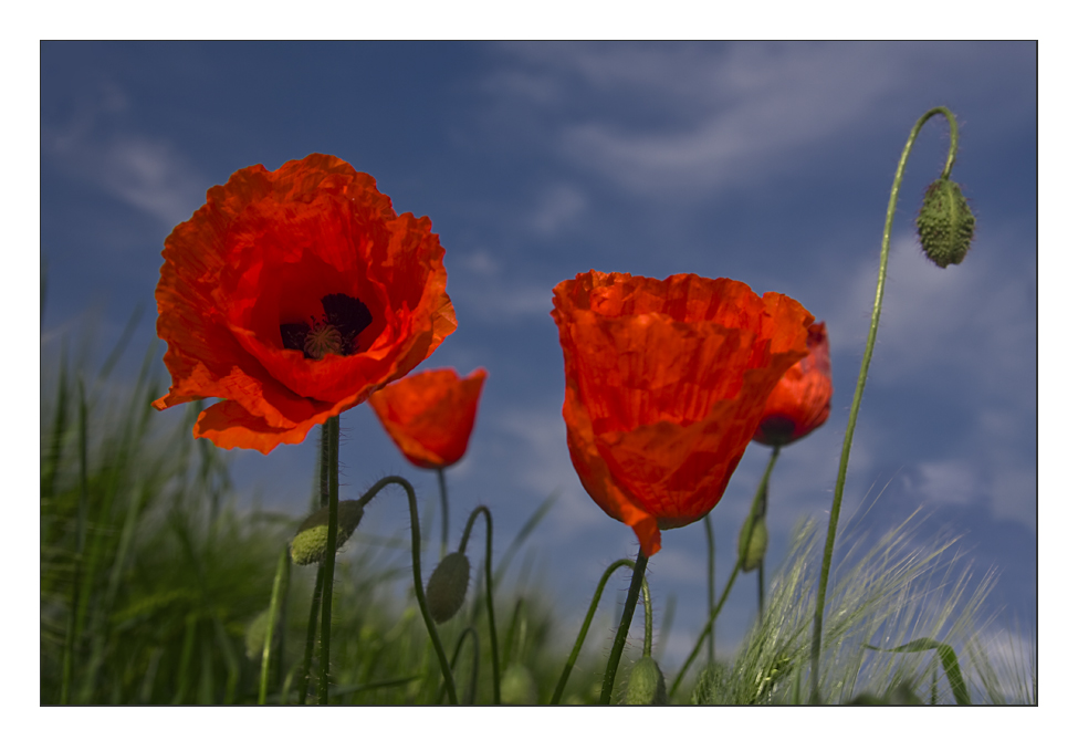 Die Mohnblumen... Foto & Bild | pflanzen, pilze & flechten, blüten- & kleinpflanzen, mohn Bilder ...