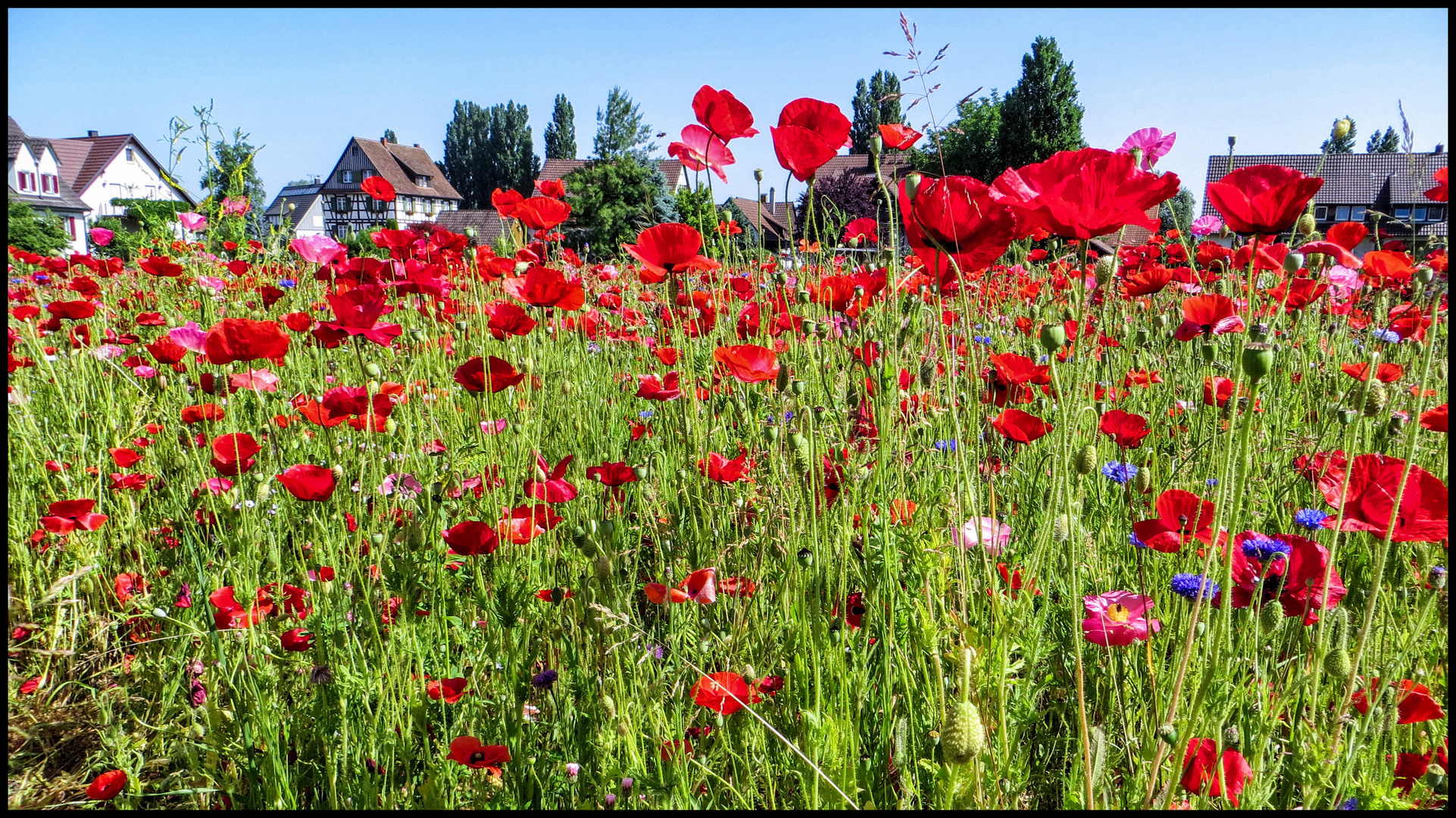 DIE MOHNBLUMENWIESE..... Foto & Bild | pflanzen, pilze & flechten ...