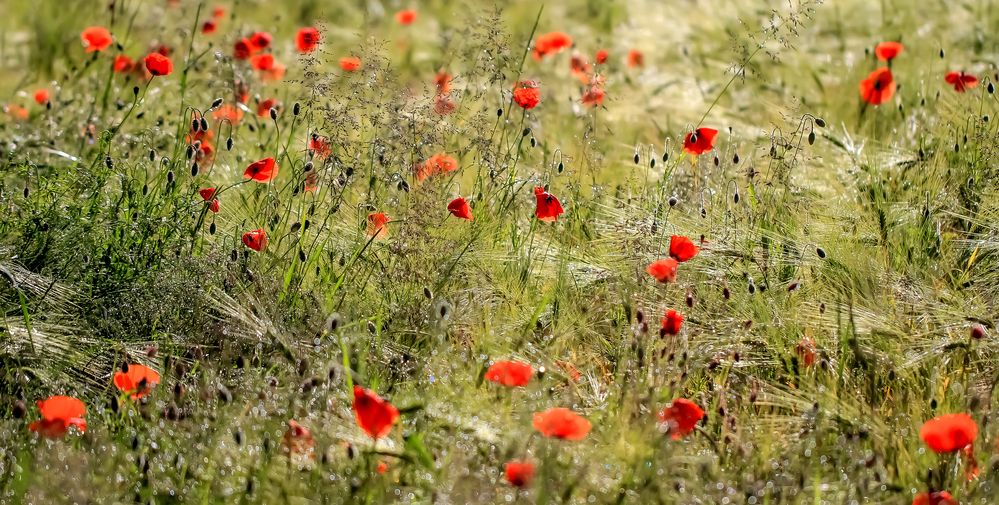 Die Mohnwiese Foto & Bild | art, spezial, rot Bilder auf fotocommunity
