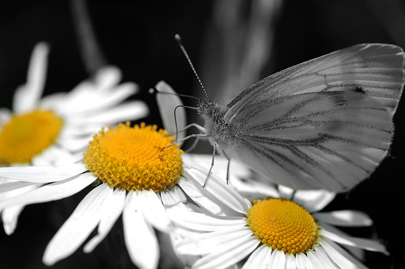 die Motte Foto & Bild | tiere, wildlife, insekten Bilder auf fotocommunity