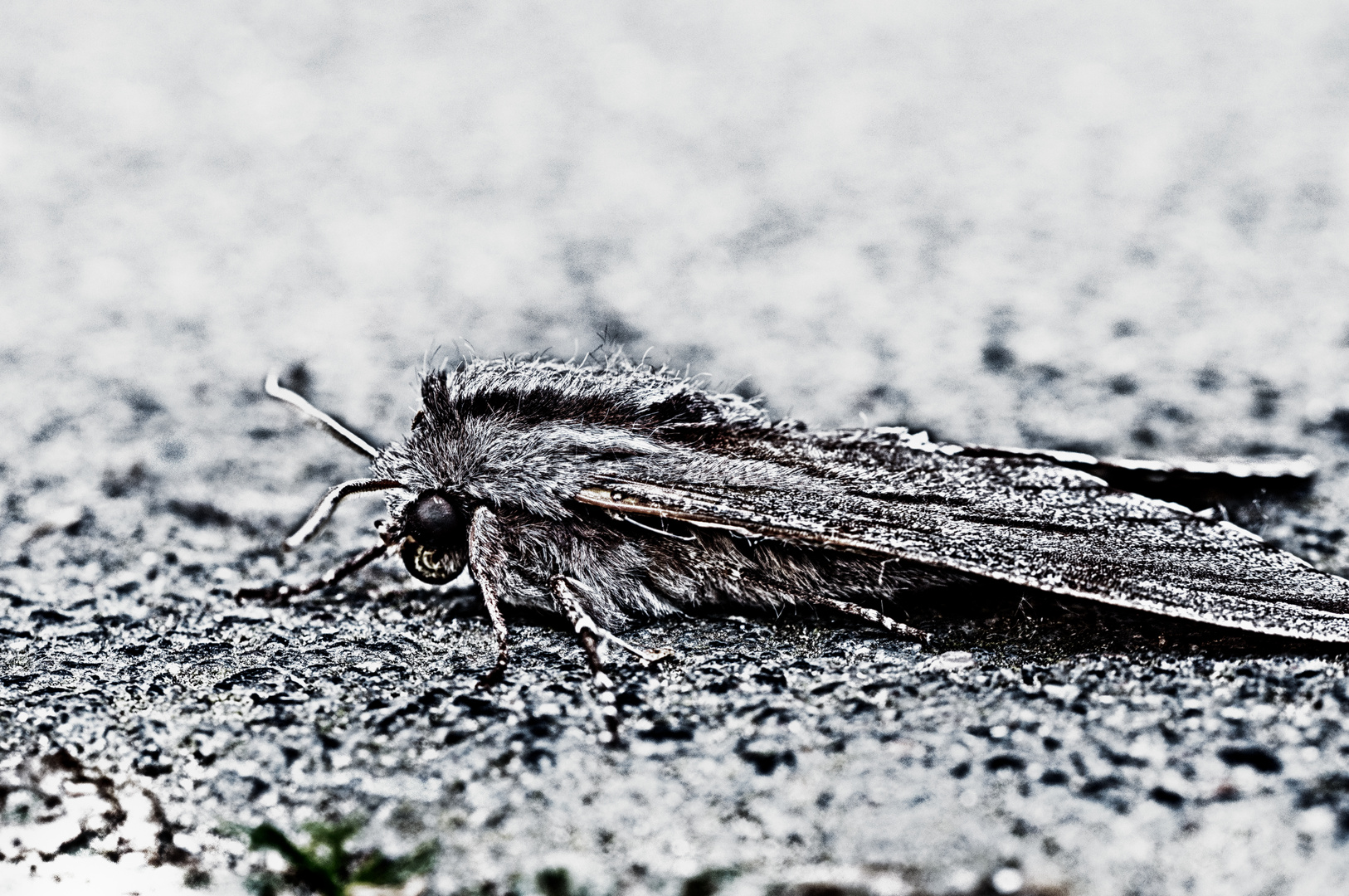 Die Motte Foto & Bild | tiere, wildlife, insekten Bilder auf fotocommunity