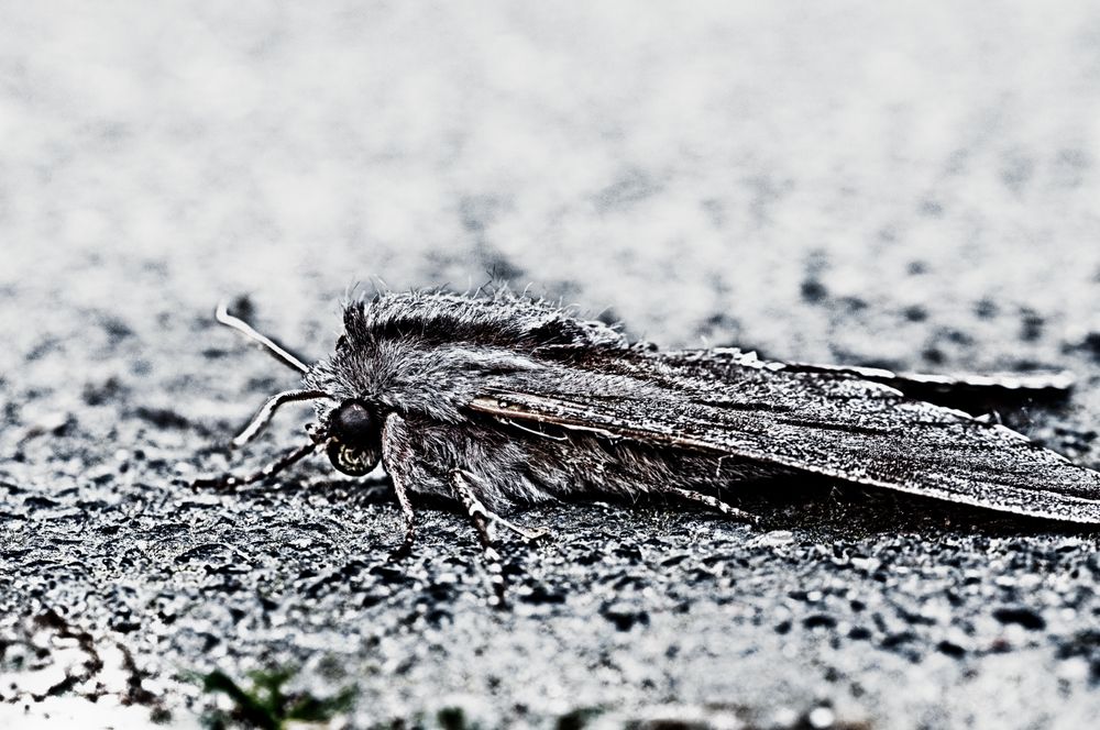 Die Motte Foto & Bild | tiere, wildlife, insekten Bilder auf fotocommunity