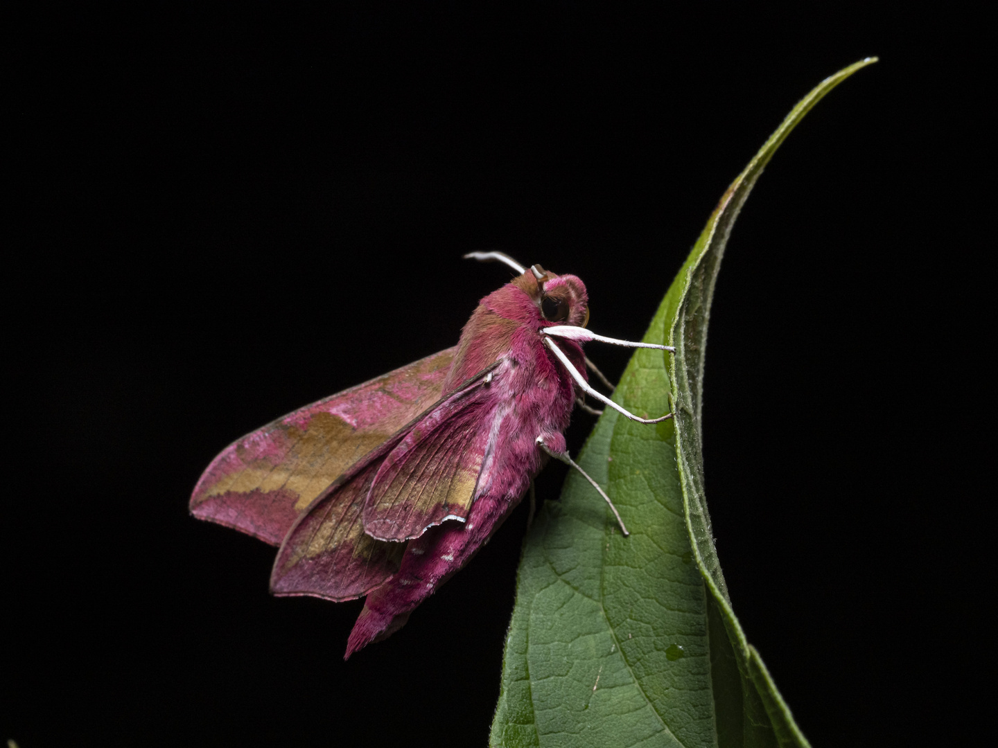 Die Nacht ist bunt Foto & Bild | fotos, rot, wald Bilder auf fotocommunity