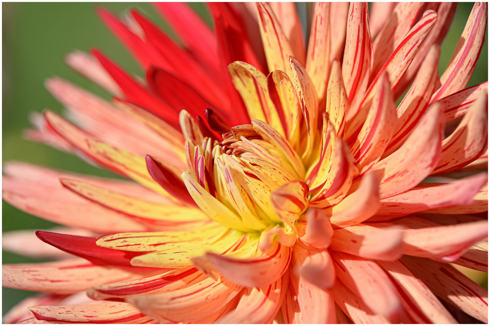 Die natürliche Getsby Foto & Bild | fotos, spezial, makro Bilder auf ...