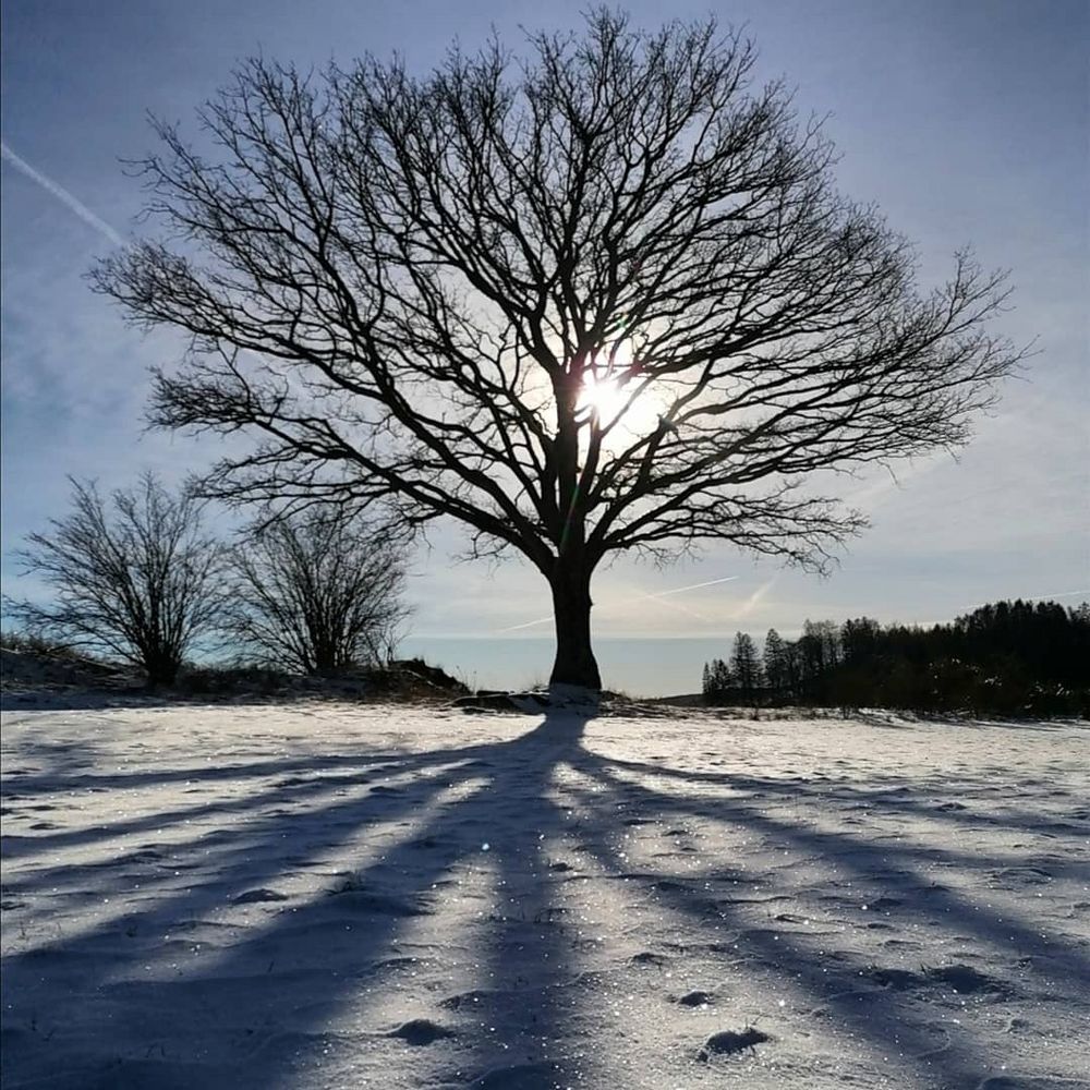 Die Natur im Winter und seine Schattenspiele Foto & Bild | jahreszeiten ...