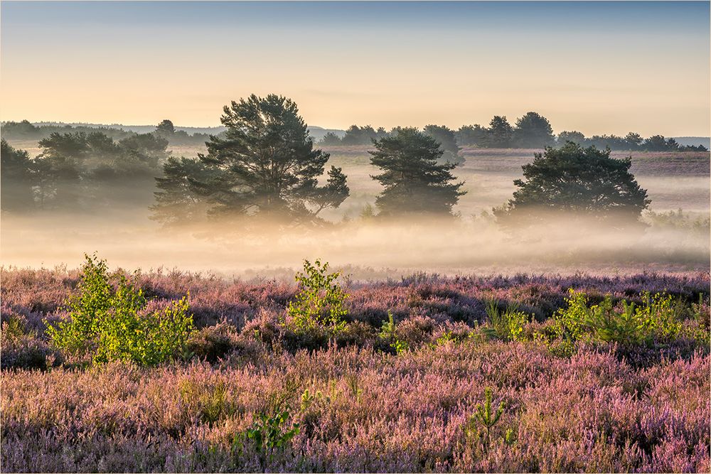 die nebel von mehlingen Foto & Bild | Bilder auf fotocommunity