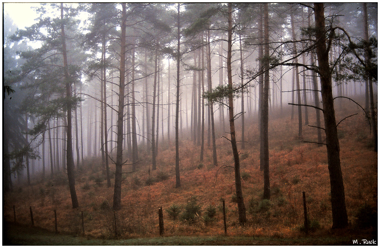 Die Nebel ziehen über das Land , Foto & Bild | landschaft, wald, bäume ...