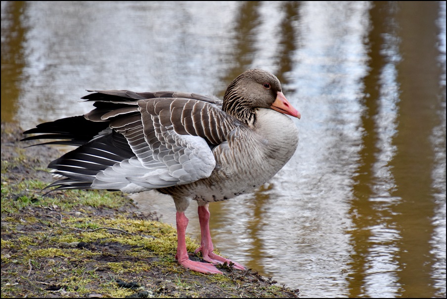 Die NEUE !!! Foto & Bild | natur, tiere, wildlife Bilder auf fotocommunity