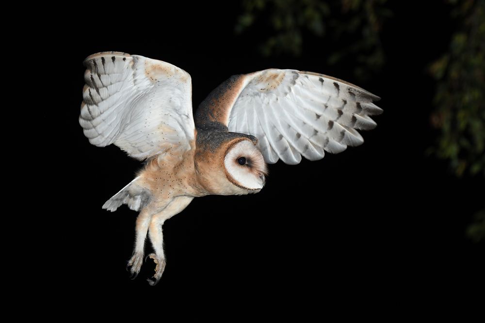 Die neue Generation Schleiereulen ist teilweise schon unterwegs Foto & Bild | natur, tiere ...