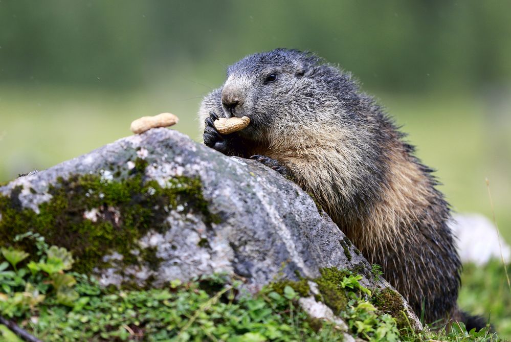 die Neue im Blick........... Foto & Bild | tiere, wildlife, säugetiere ...