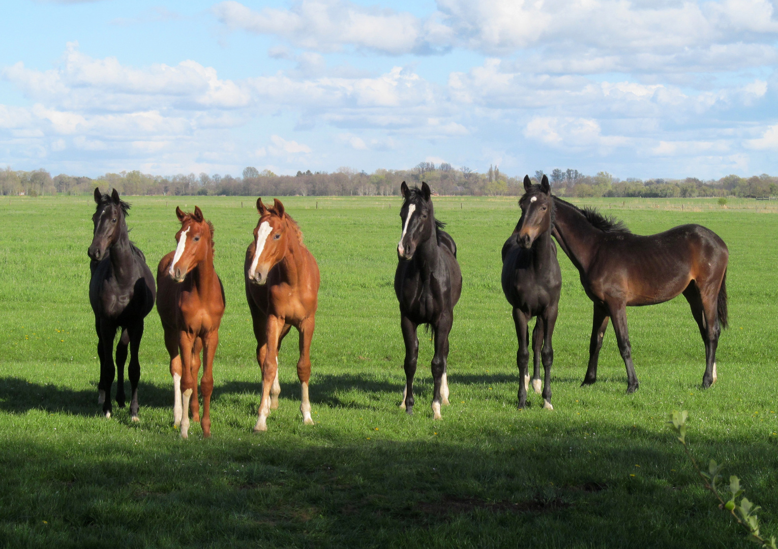 die neuen Einjährigen Stuten sind da .... Foto & Bild | dokumentation ...