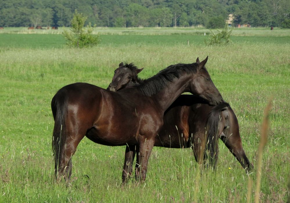 die neuen Stuten ... Foto & Bild | outdoor, bäume, frühling Bilder auf ...