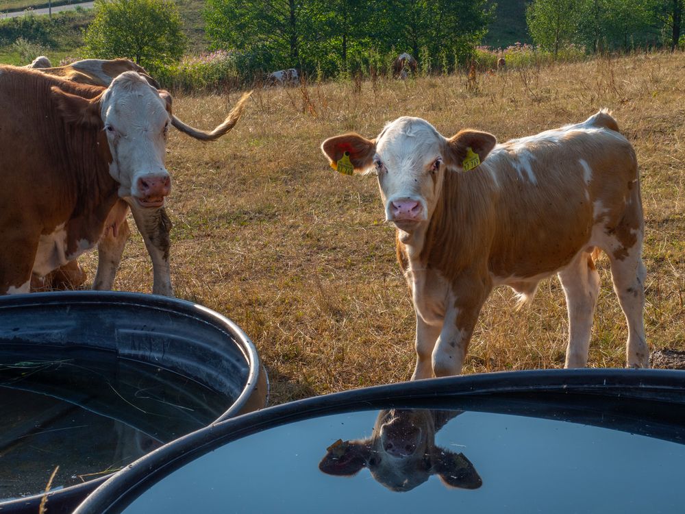 Die Neugierde besiegt den Durst. Foto & Bild | landschaft ...