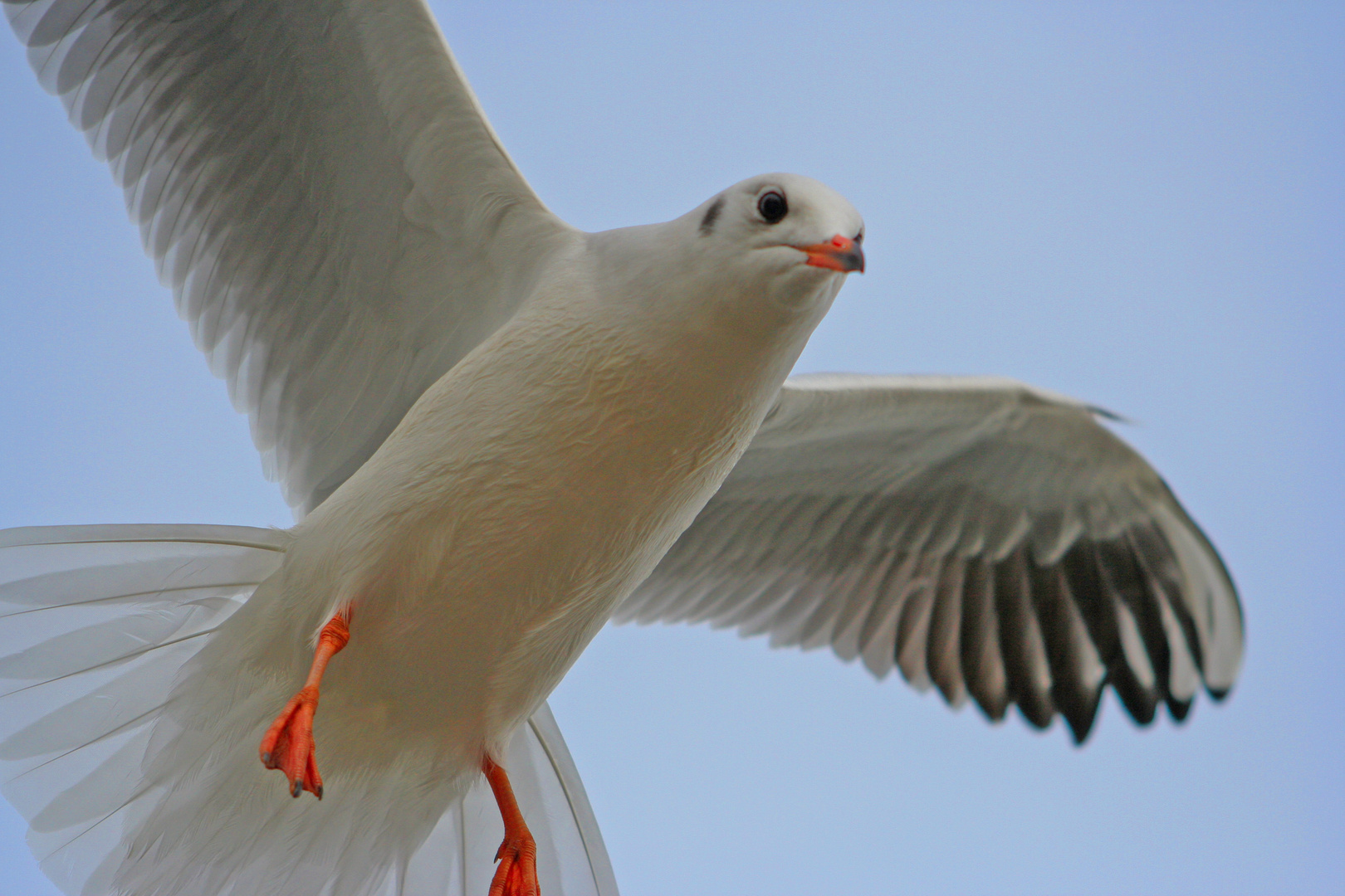 die Neugierde ist größer als der Respekt vor den Menschen Foto & Bild ...