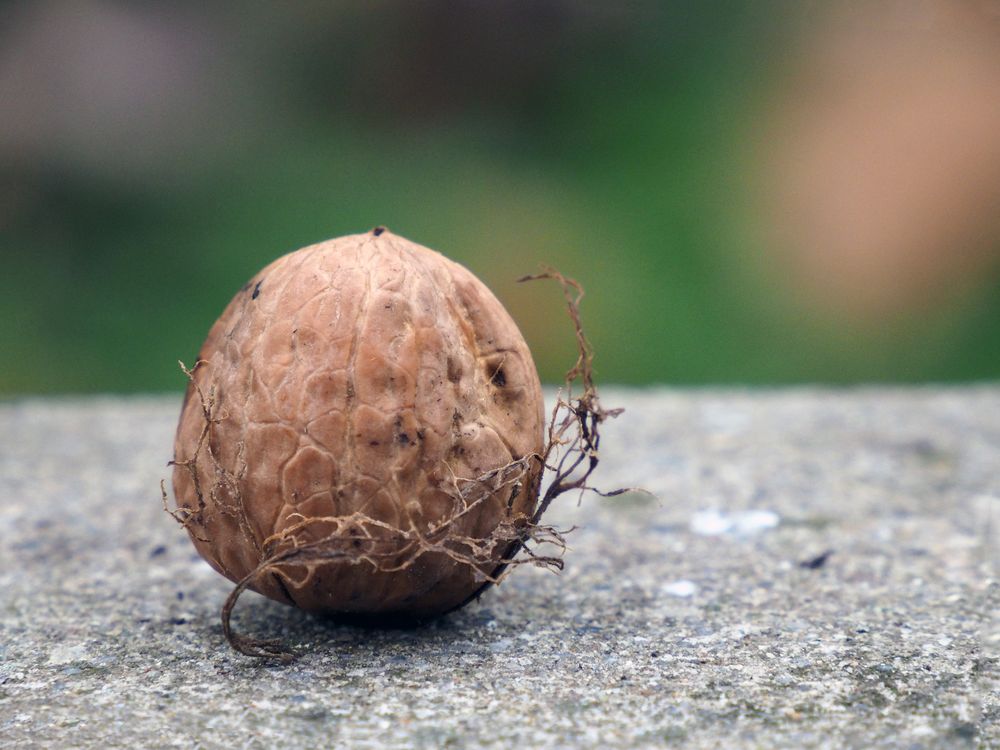 DIE NUSS Foto & Bild | natur Bilder auf fotocommunity