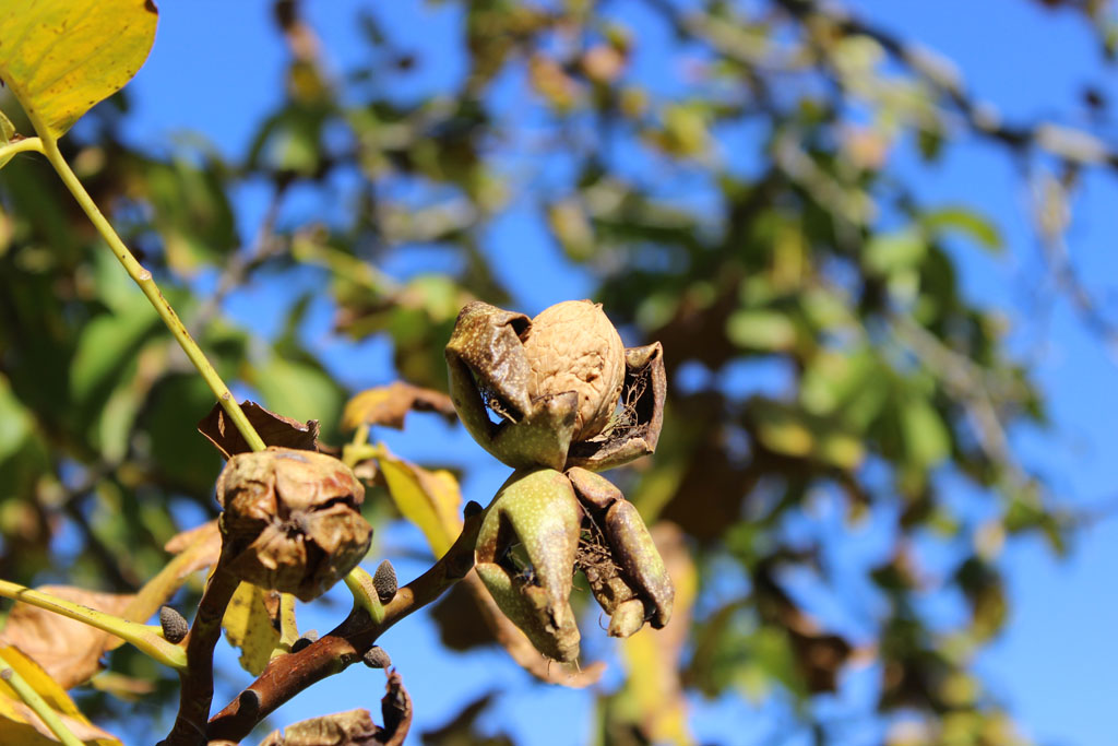 Die Nuss Foto & Bild | pflanzen, samen, bäume, natur Bilder auf ...