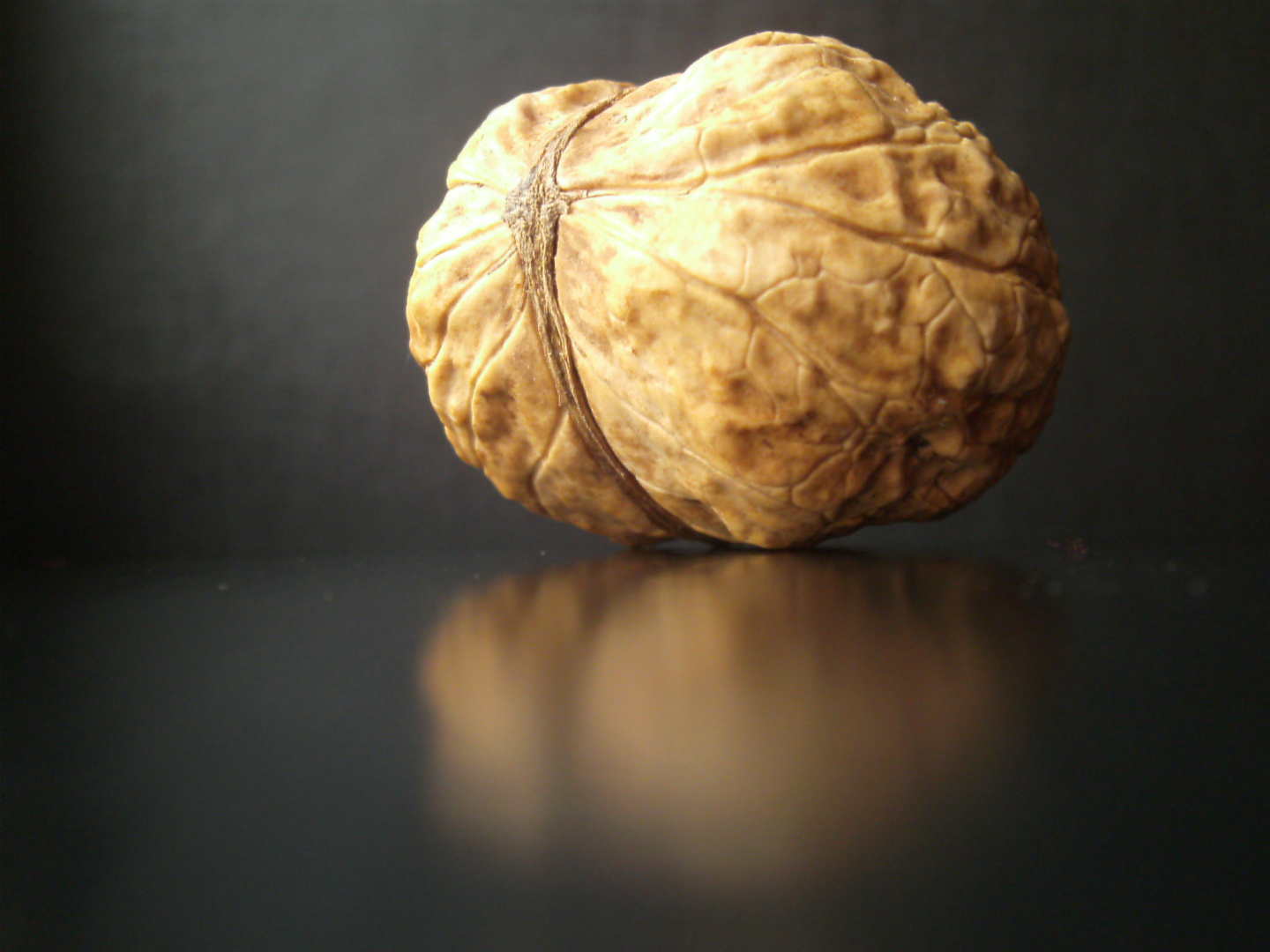 die Nuss Foto & Bild | stillleben, motive Bilder auf fotocommunity