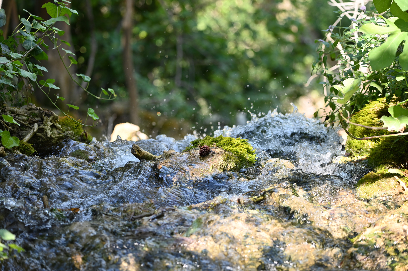 die Nuss Foto & Bild | landschaft, natur Bilder auf fotocommunity