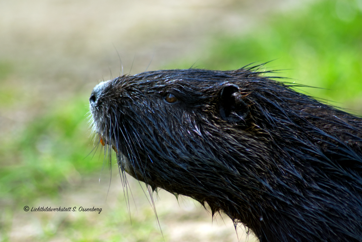 Die Nutria Foto & Bild | tiere, wildlife, säugetiere Bilder auf ...