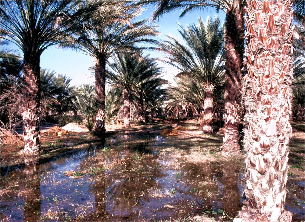 DIE OASE Foto & Bild | africa, north africa, tunisia Bilder auf ...