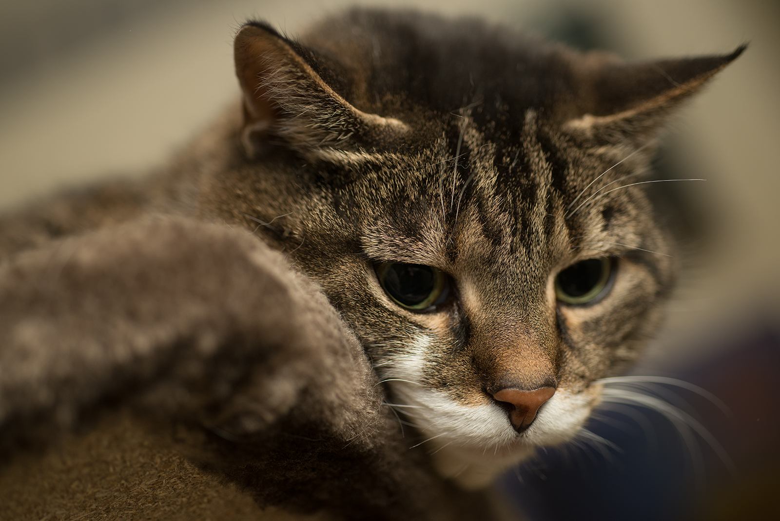 Die Ohren! Foto & Bild | tiere, haustiere, katzen Bilder auf fotocommunity