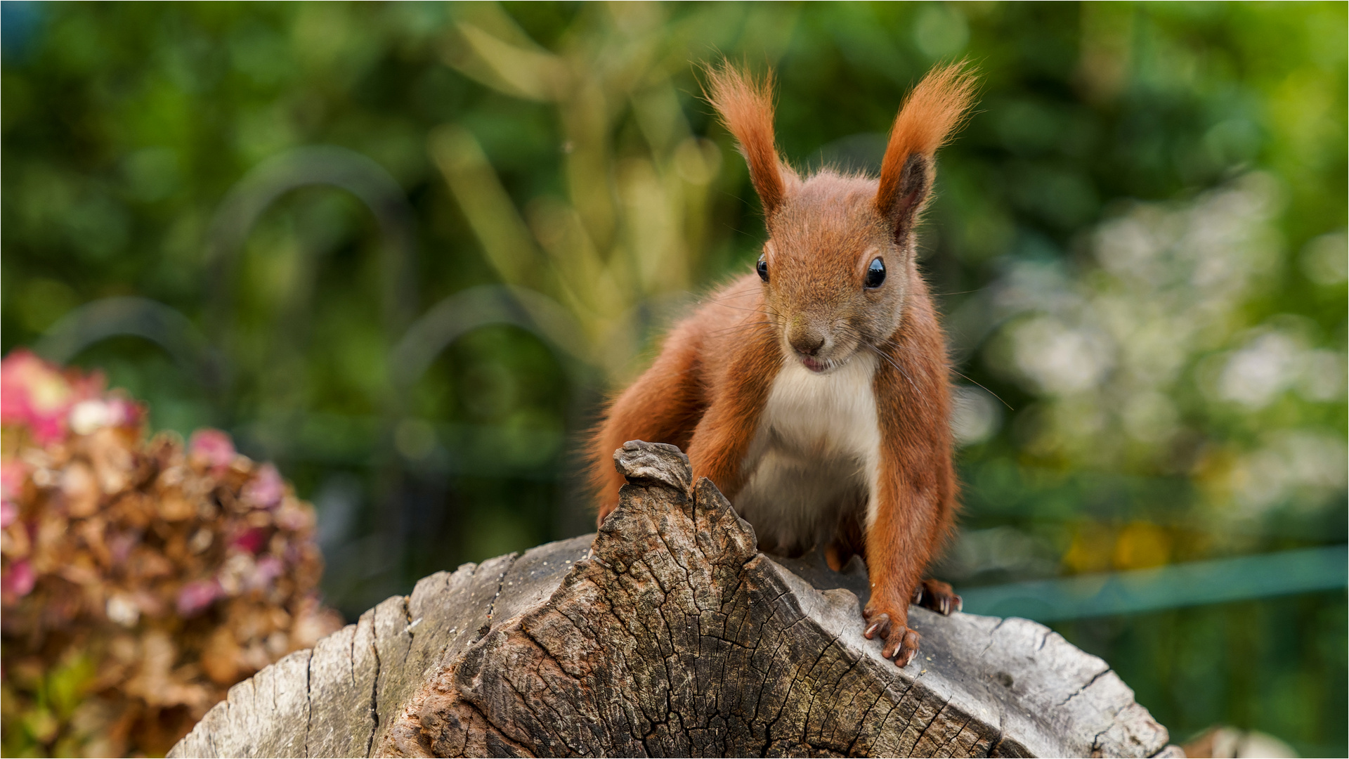 die Ohren gespitzt ..... Foto & Bild | tiere, wildlife, säugetiere ...