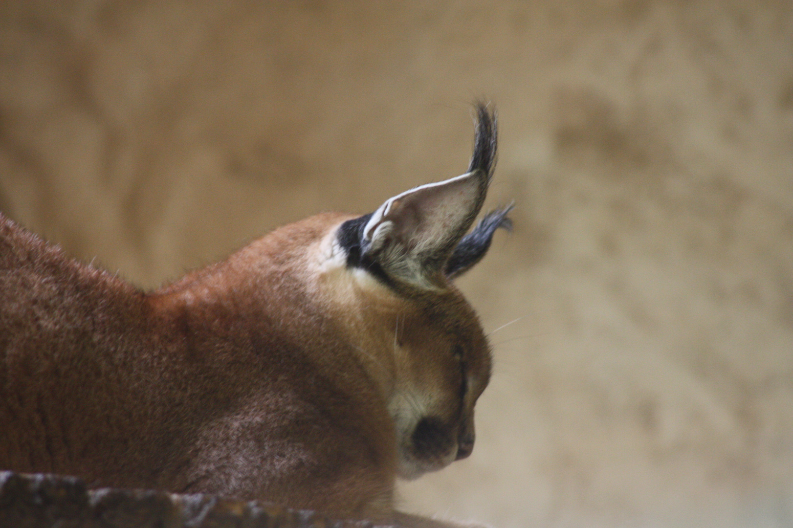 die Ohren sind ständig auf Empfang Foto & Bild | tiere, natur, zoo ...