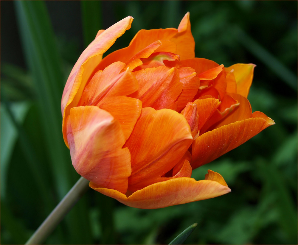 Die Orange ;) Foto & Bild | pflanzen, pilze & flechten, blüten ...