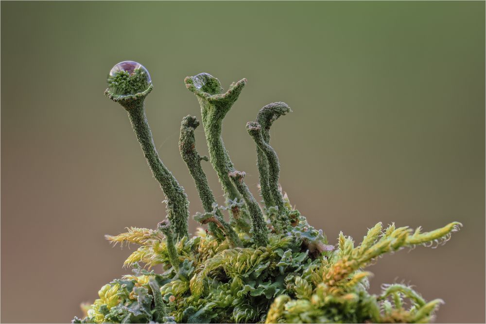 Die Perle Foto & Bild | pflanzen, pilze & flechten, landschaft, pilze & flechten Bilder auf ...