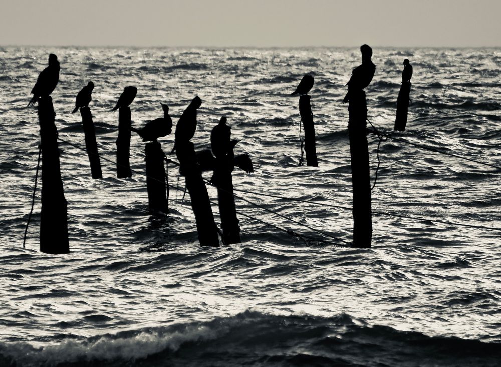 Die Pfahlsitzer Foto & Bild | tiere, wildlife, wild lebende vögel ...