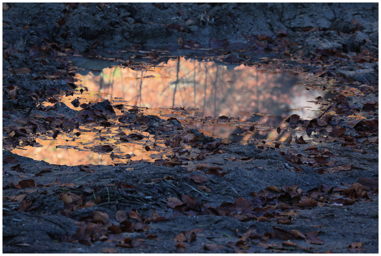 die pfütze... Foto & Bild | natur Bilder auf fotocommunity