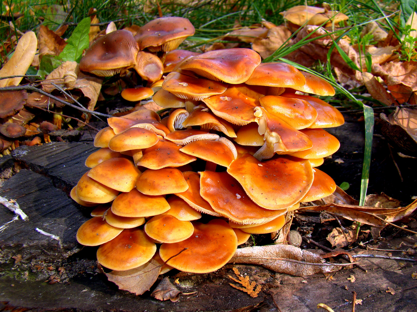 die pilze sehen gut aus..... Foto & Bild | pflanzen, pilze & flechten ...