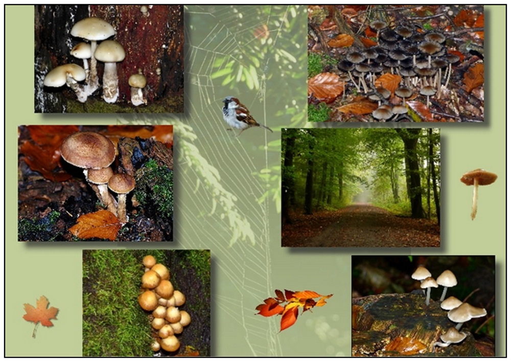 Die Pilzsaison . . . Foto & Bild | pflanzen, pilze & flechten, pilze ...