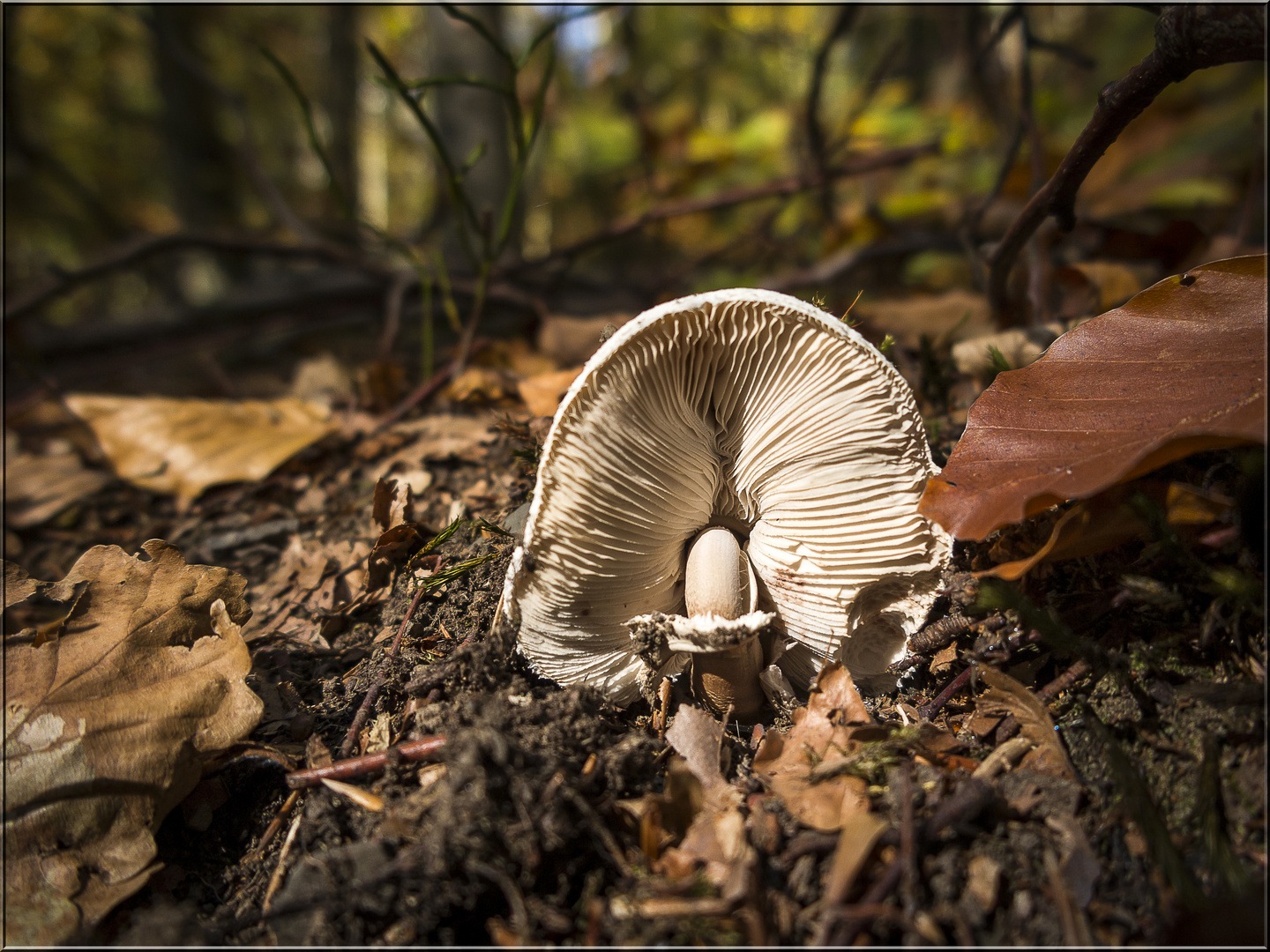 Die Pilzsaison dieses Jahr... Foto & Bild | pflanzen, pilze & flechten ...