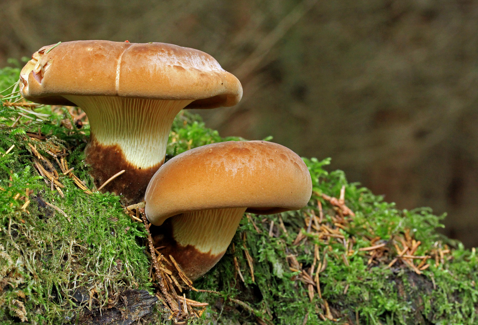 Die Pilzsaison ist eröffnet. Foto & Bild | pflanzen, pilze & flechten ...