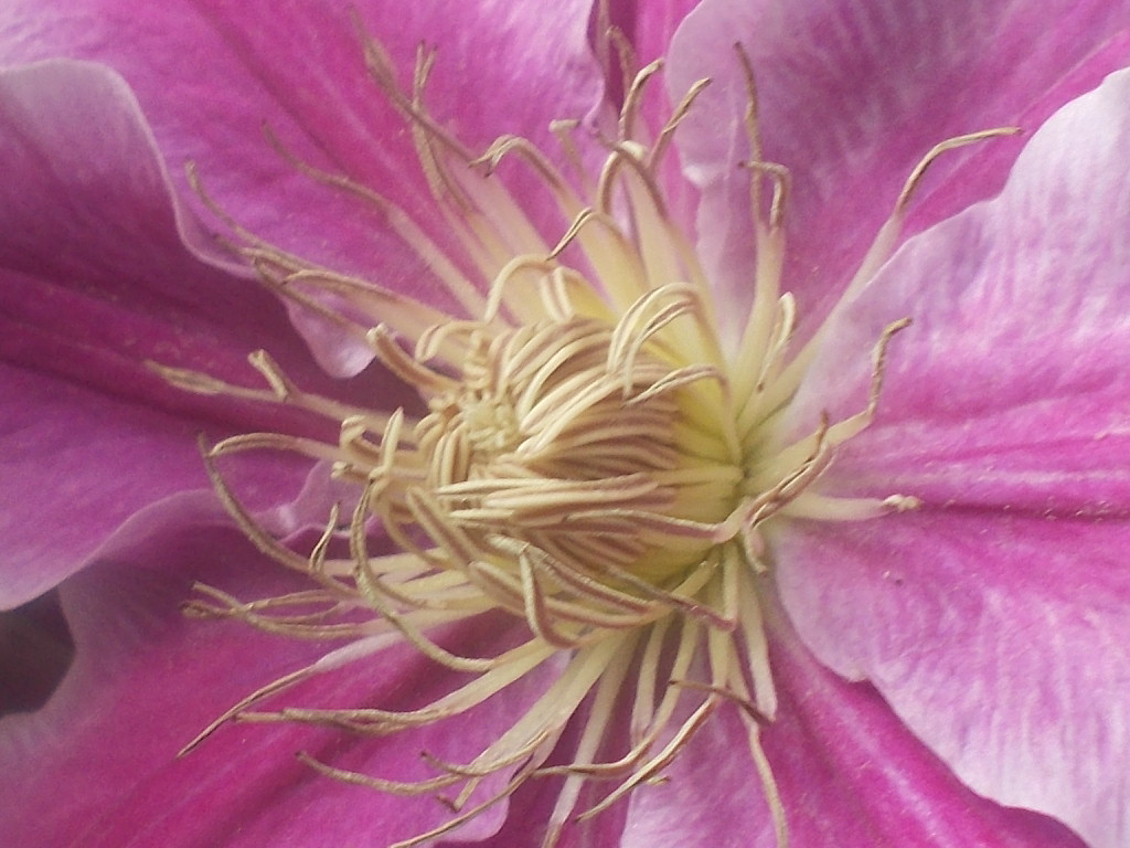 Die pink-weisse Foto & Bild | mai, blumen, blüten Bilder auf fotocommunity