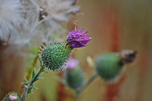 Disteln & Karden Bilder & Fotos